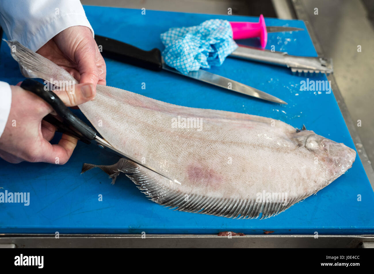 Preparing a Witch Sole (or Witch Flounder) flat fish for filleting ...