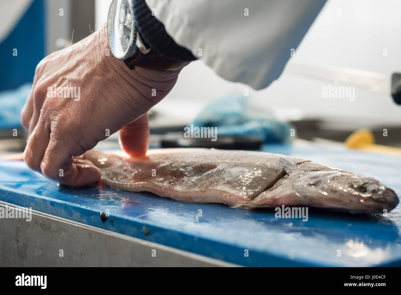 Preparing a Witch Sole (or Witch Flounder) flat fish for filleting ...