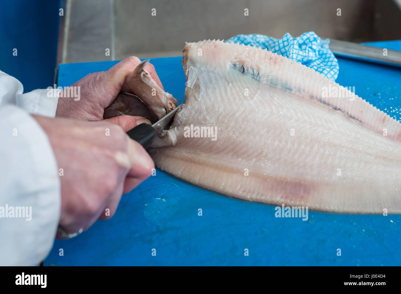 Preparing a Witch Sole (or Witch Flounder) flat fish for filleting ...
