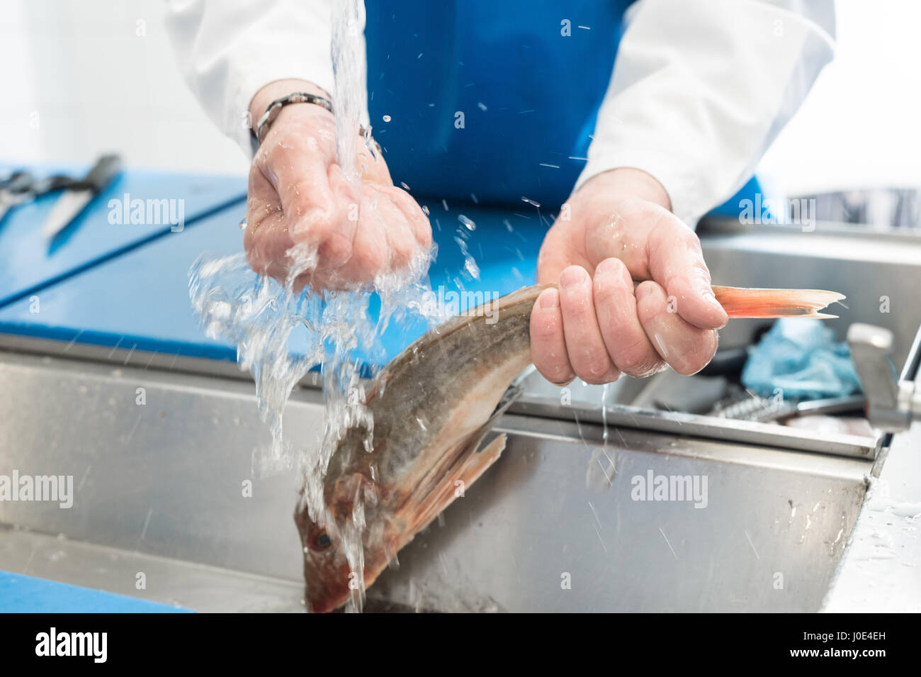 Preparing a fresh Red Gurnard fish for gutting and filleting Stock ...