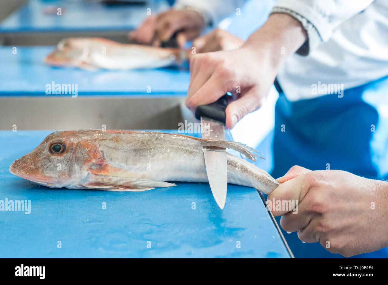 Preparing a fresh Red Gurnard fish for gutting and filleting Stock ...
