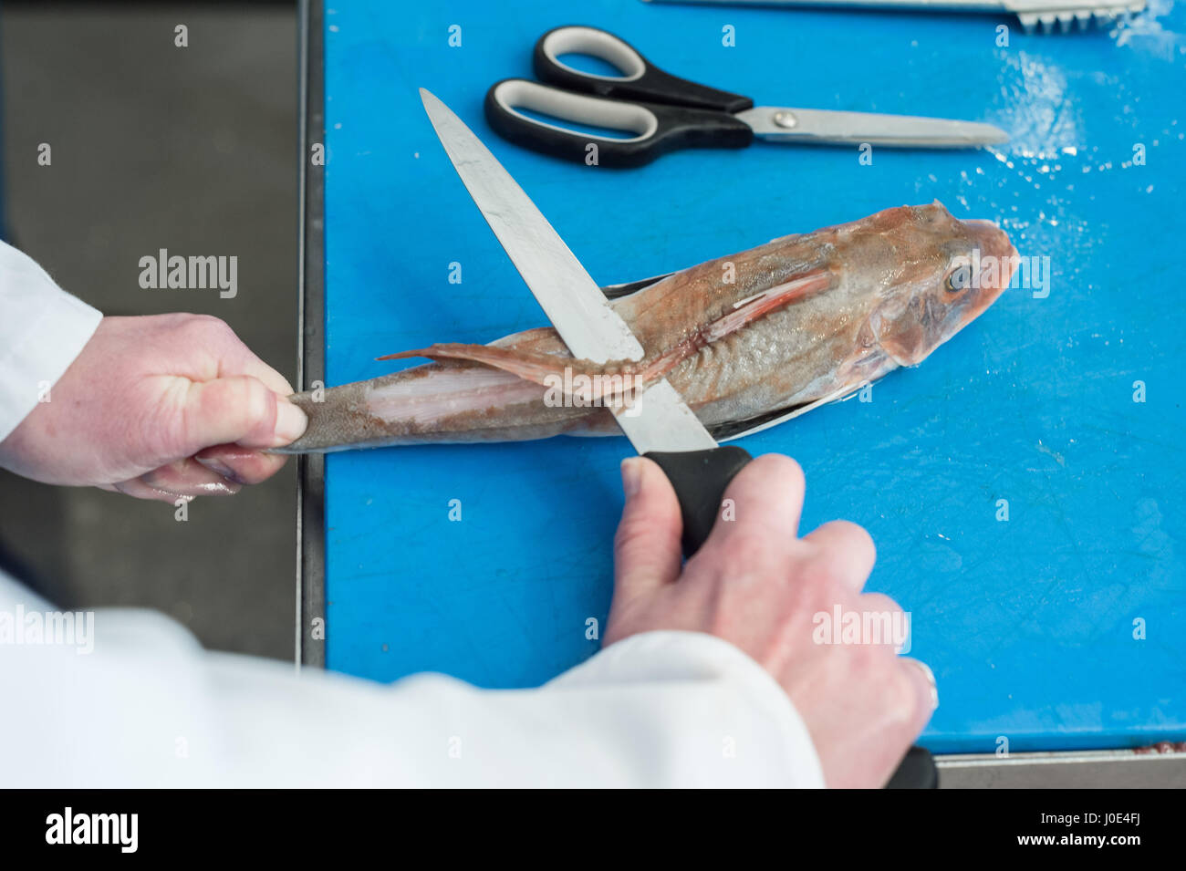 Gurnard filet hi-res stock photography and images - Alamy