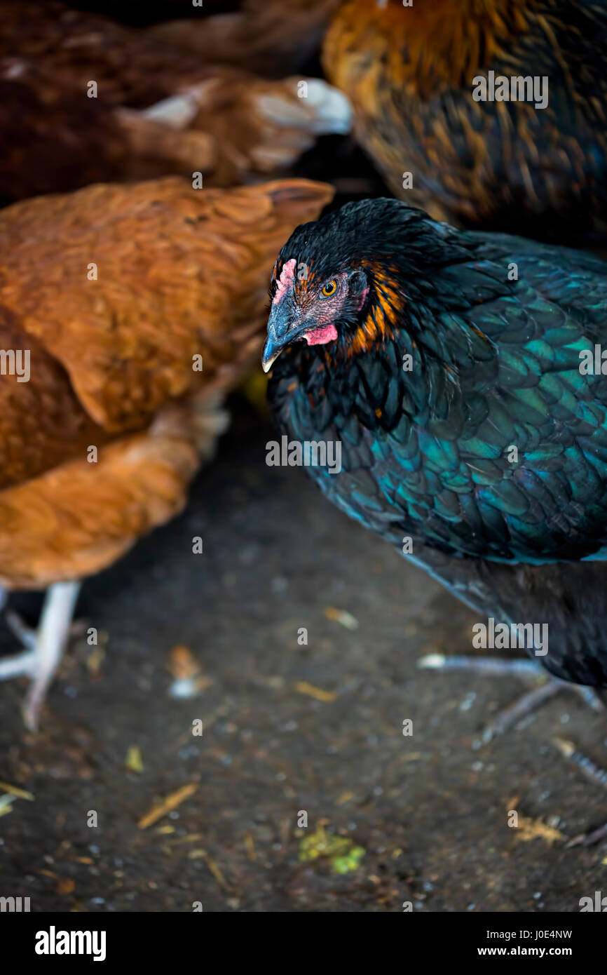 Hens black and red on chicken farm Stock Photo - Alamy