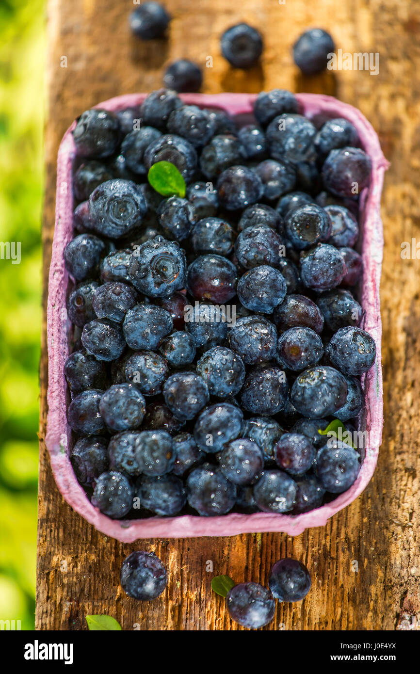 Punnet box blueberries Stock Photo - Alamy