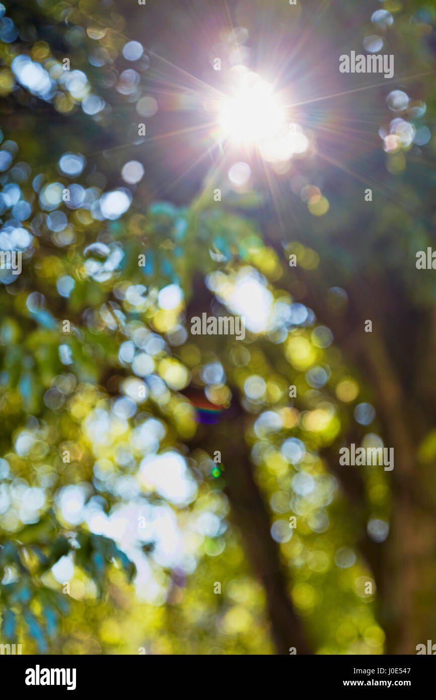 Bright afternoon in the forest hi-res stock photography and images - Alamy