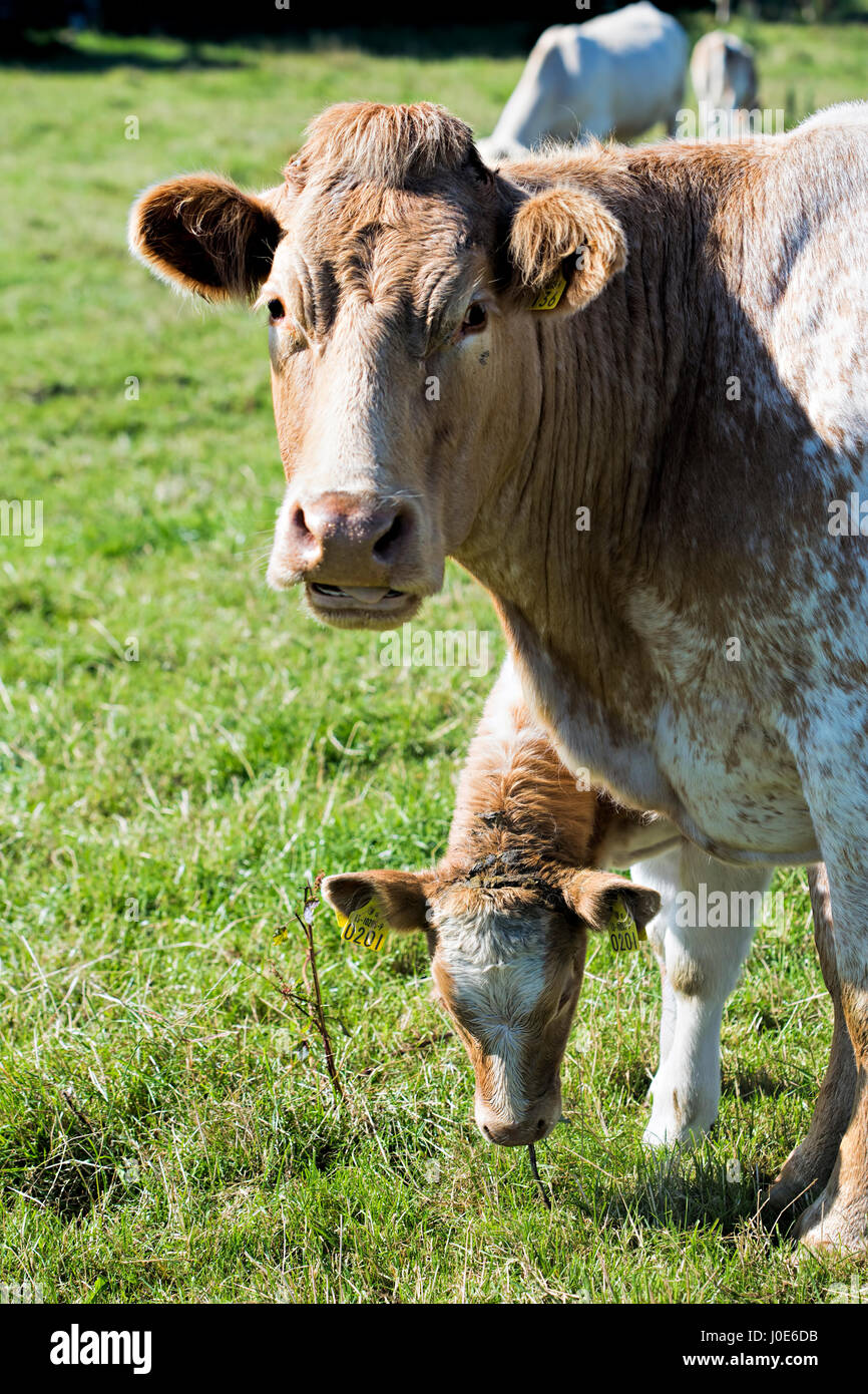 Co on the meadow, grass farming Stock Photo - Alamy