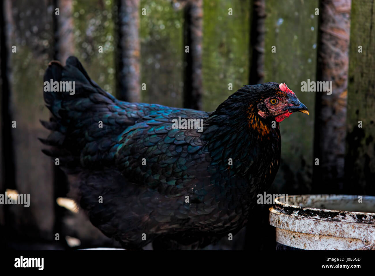 Black hen on the farm Stock Photo - Alamy