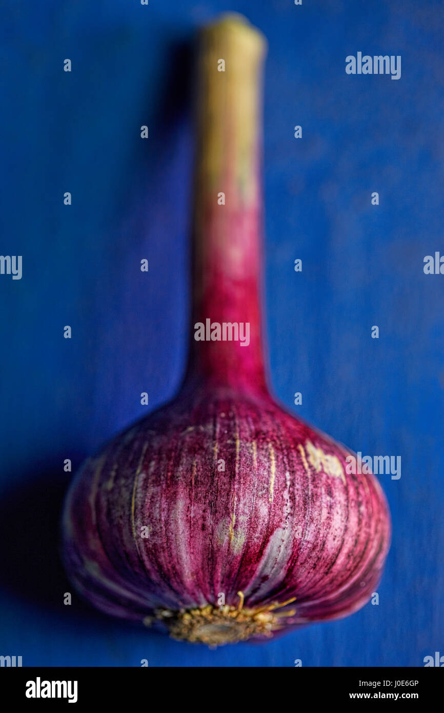 Bulb of french garlic on blue background Stock Photo - Alamy