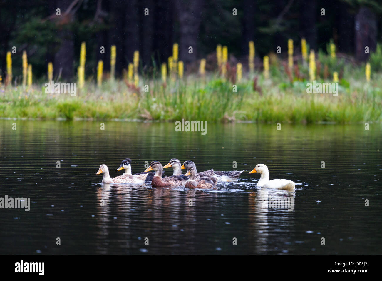 Seven ducks hi-res stock photography and images - Alamy