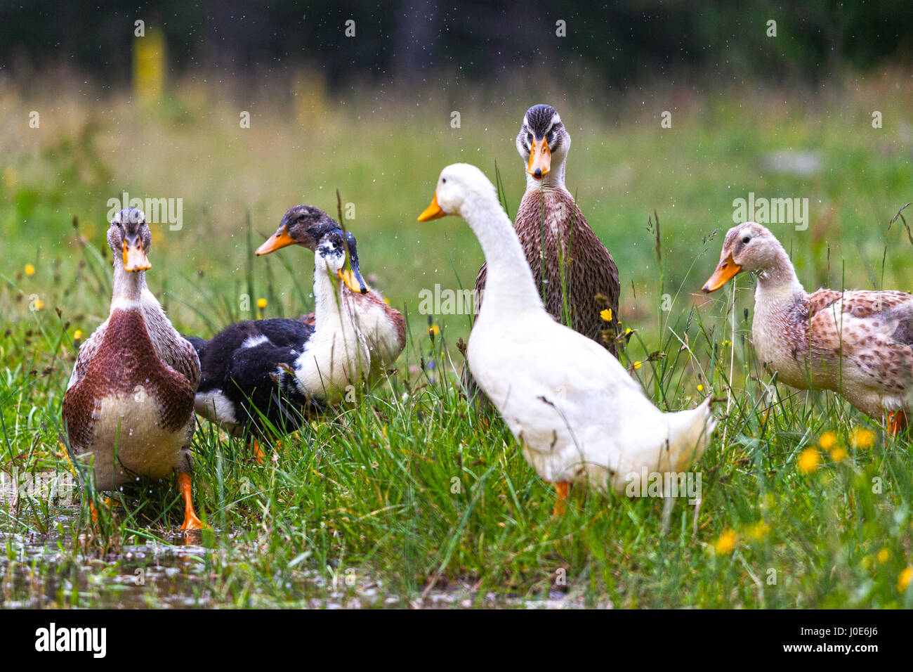 Six ducks in the grass under the rain Stock Photo - Alamy