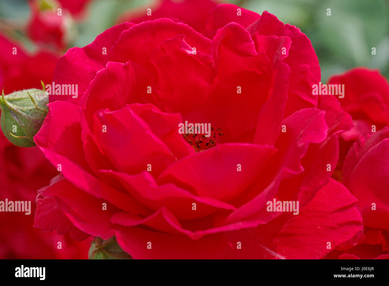 close up of red rose in garden Stock Photo - Alamy
