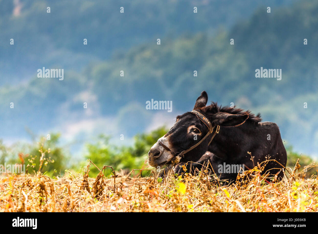 Funny donkey hi-res stock photography and images - Alamy