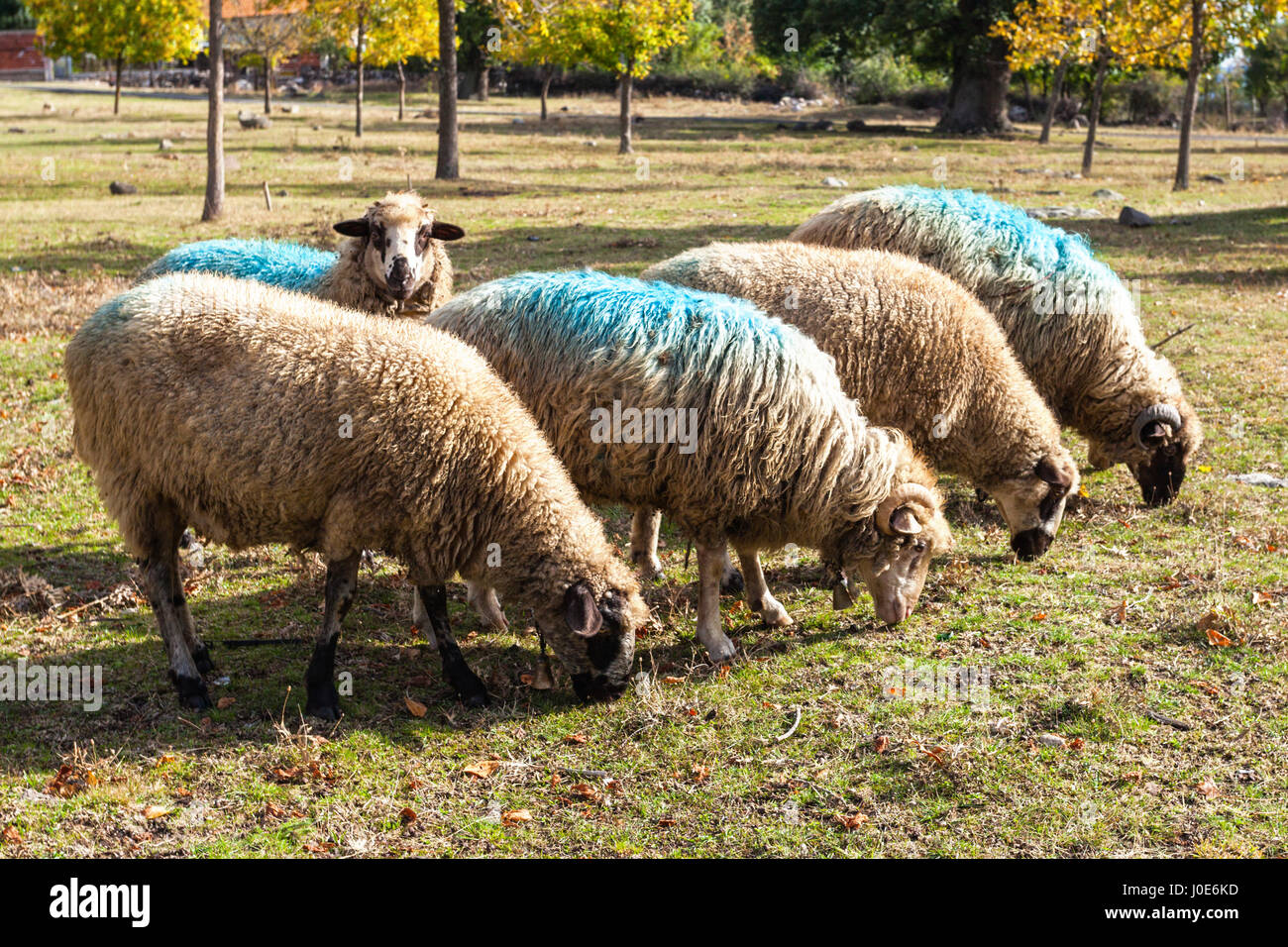 Sheep with bells hi-res stock photography and images - Alamy