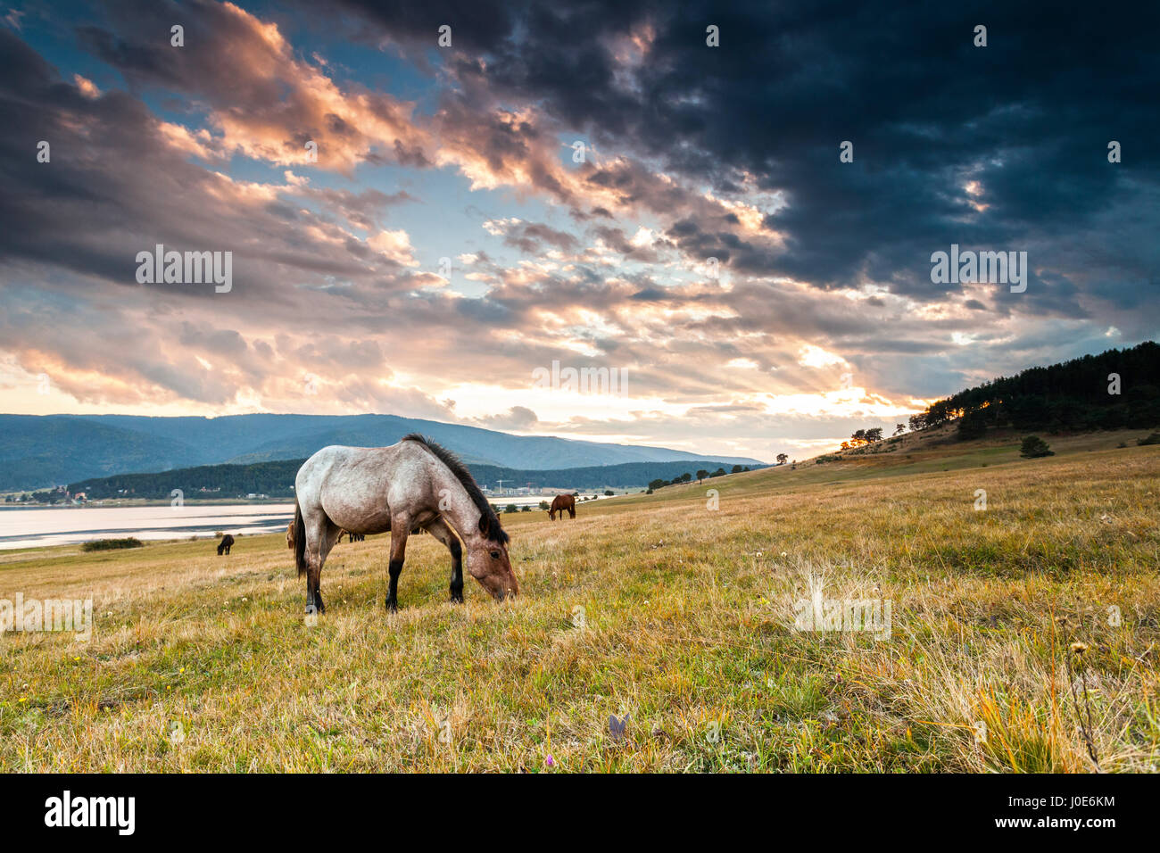 Black ruff hi-res stock photography and images - Alamy