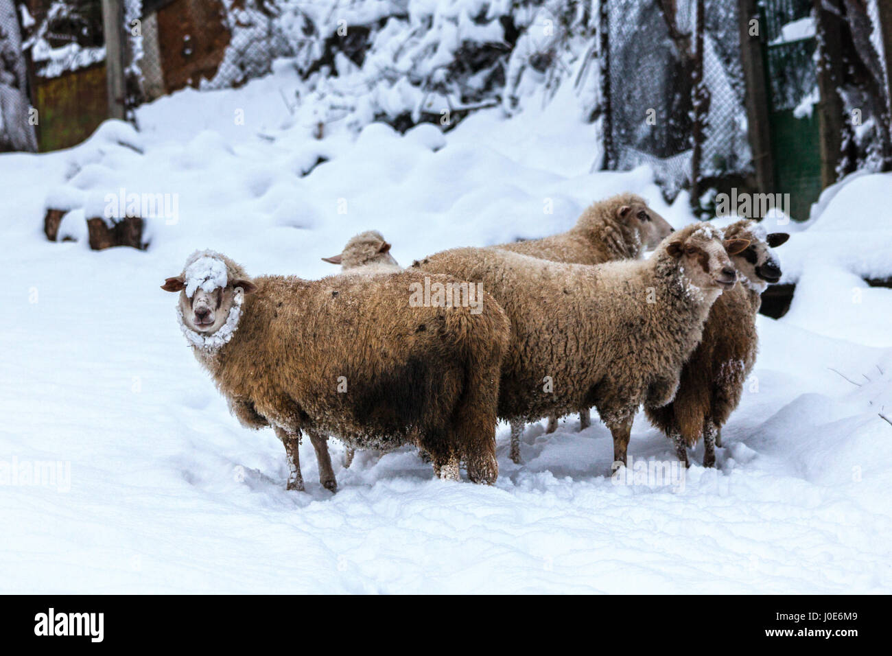 Five lambs waiting by the farm Stock Photo - Alamy