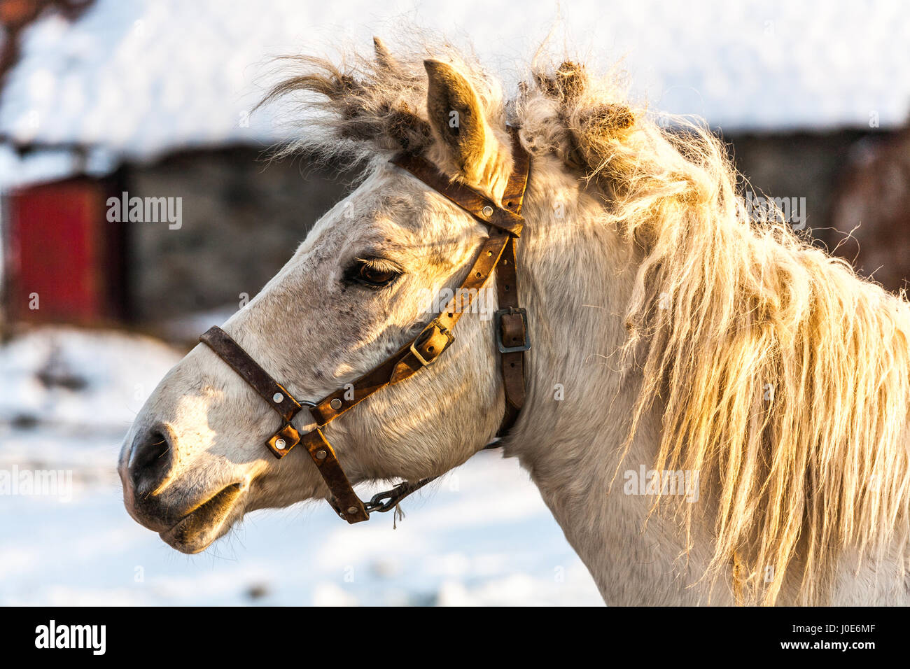 White stallion with shined in golden light ruff Stock Photo - Alamy