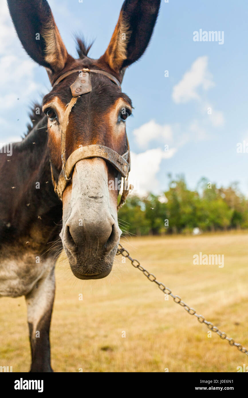 Donkey with a bell on the neck Stock Photo - Alamy