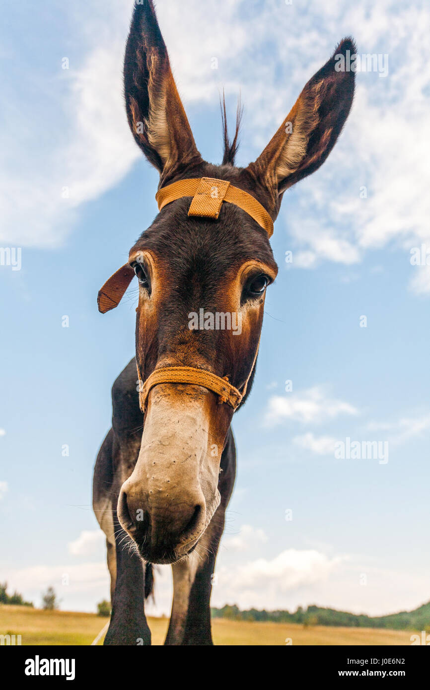 Donkey with a bell on the neck Stock Photo - Alamy