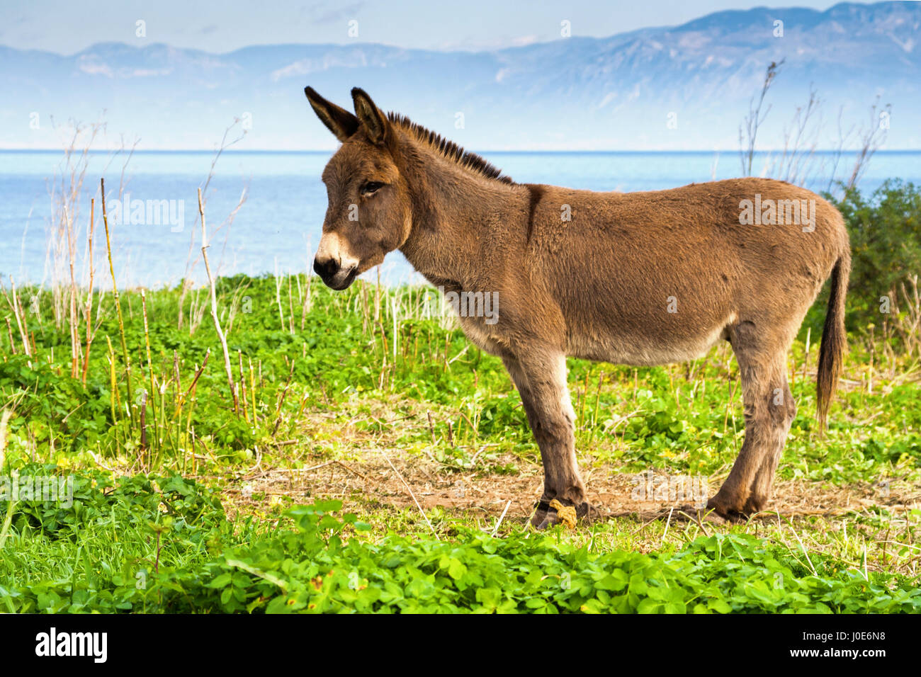 Small donkey hi-res stock photography and images - Alamy