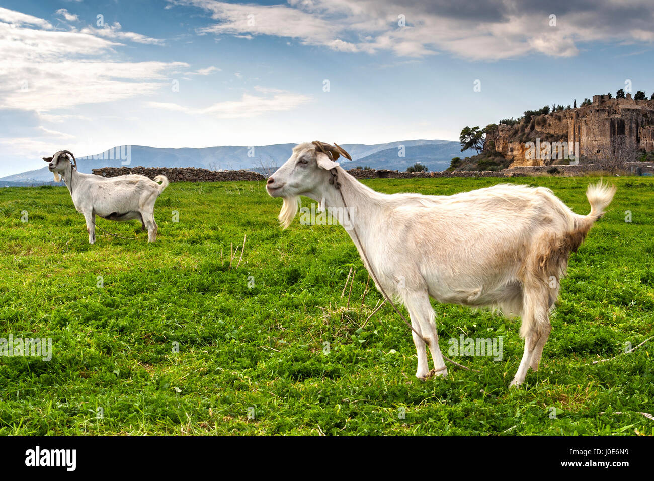 White greek goats hi-res stock photography and images - Alamy
