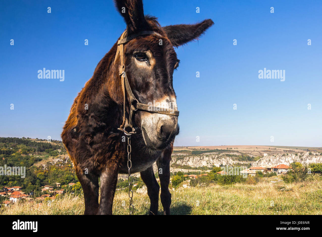 Funny donkey looking camera hi-res stock photography and images - Alamy