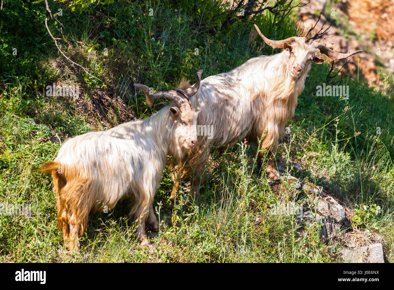 Goats climbing hi-res stock photography and images - Alamy