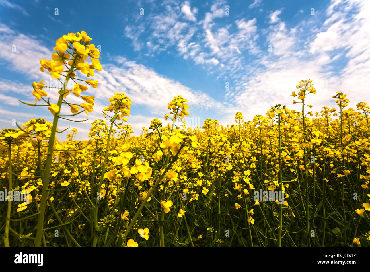 Rapeseed plants hi-res stock photography and images - Alamy