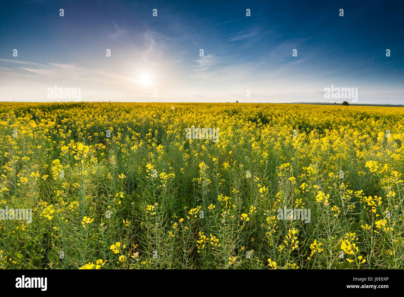 Rapeseed plants hi-res stock photography and images - Alamy