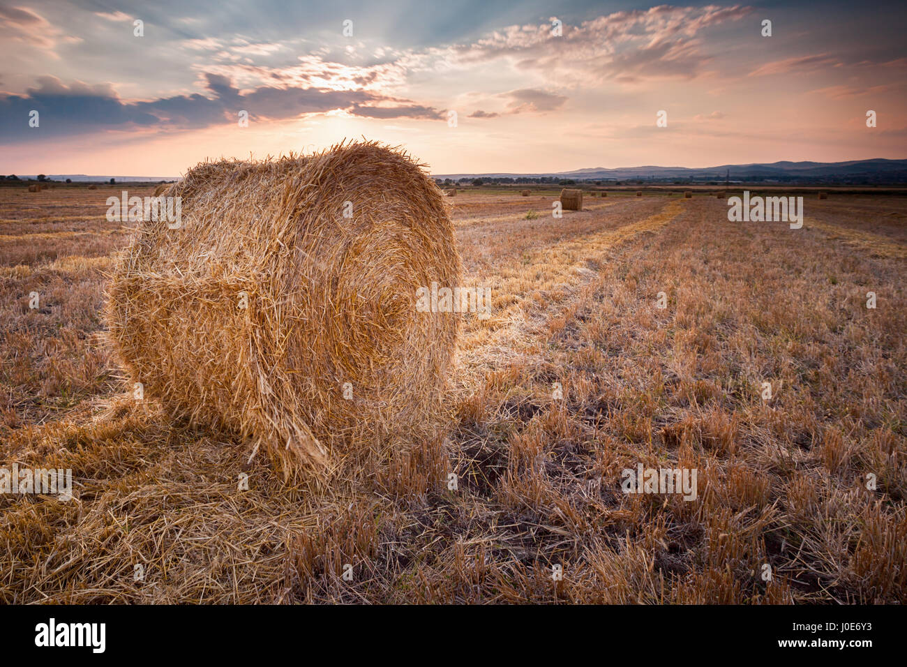 Field with bales of hay Stock Photo - Alamy