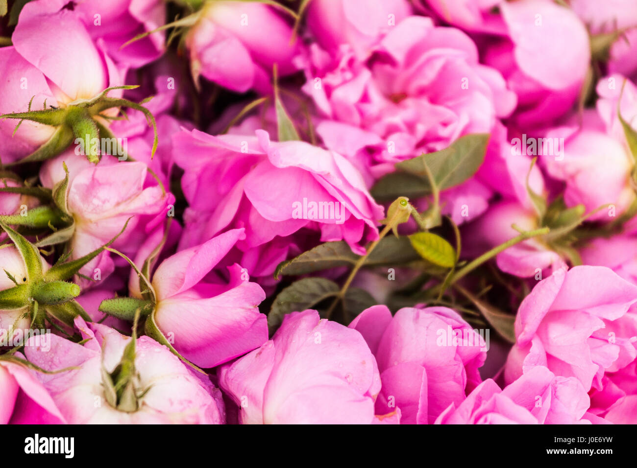 Bulgarian roses hi-res stock photography and images - Alamy