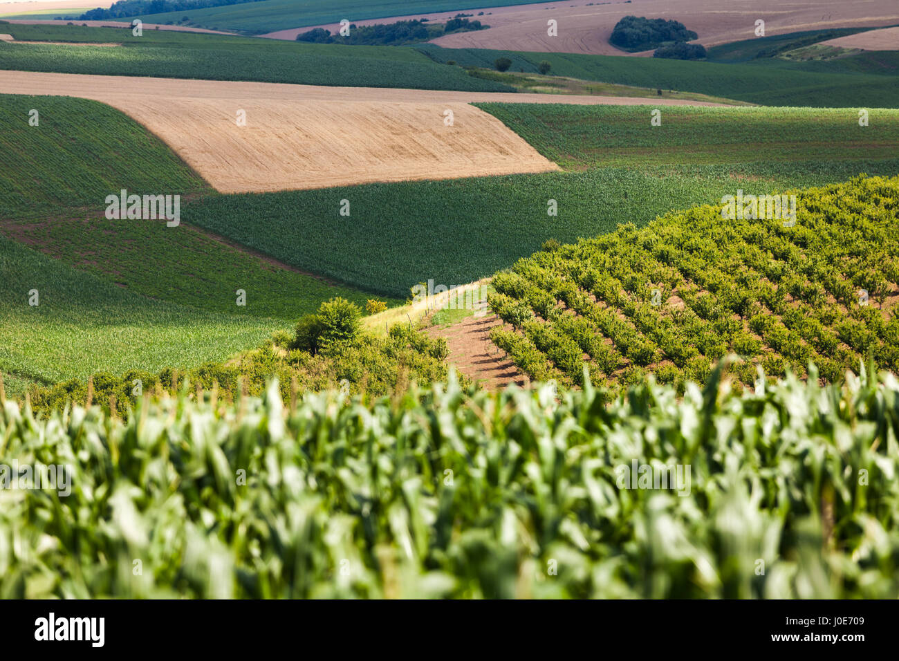 corn, vineyard and wheat valley Stock Photo - Alamy