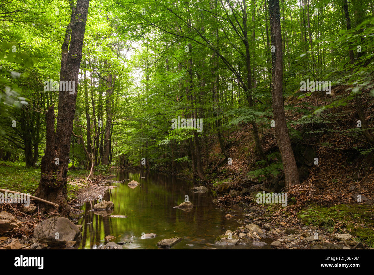 Small river in a green forest Stock Photo - Alamy