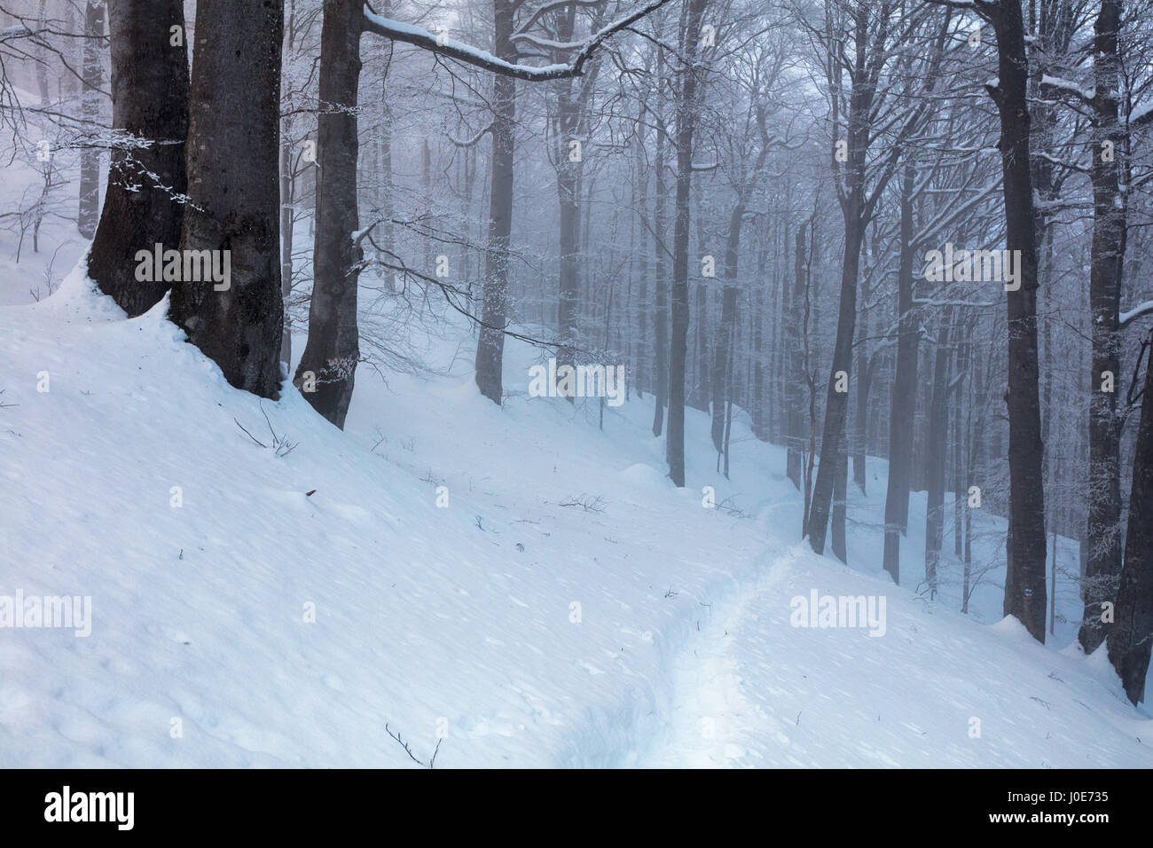 Misty winter forest hi-res stock photography and images - Alamy