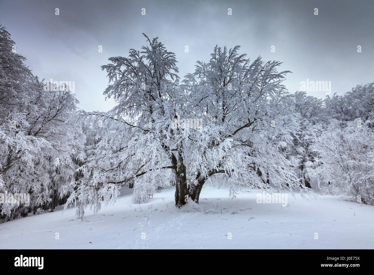 A deciduous tree covered in heavy snow Stock Photo - Alamy