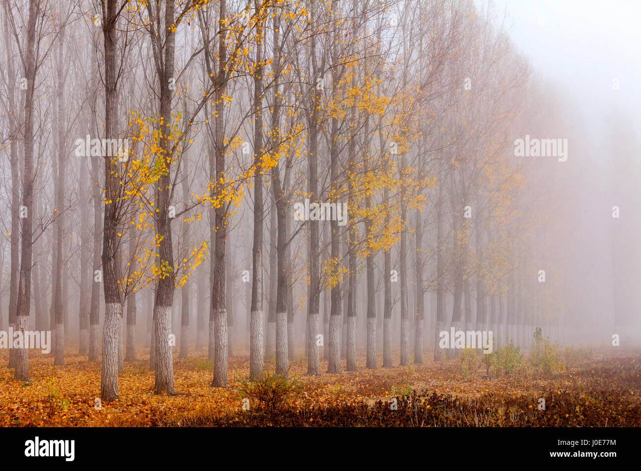 Poplars Autumn Stock Photos & Poplars Autumn Stock Images - Alamy