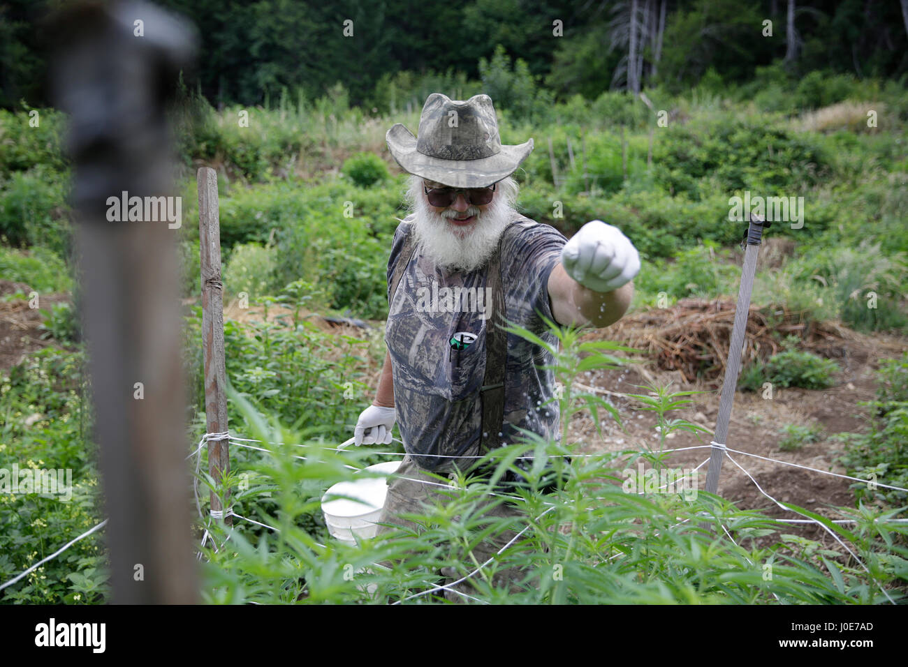 Timothy Littlefield, a member of the Yurok Indian Tribe, cultivates ...