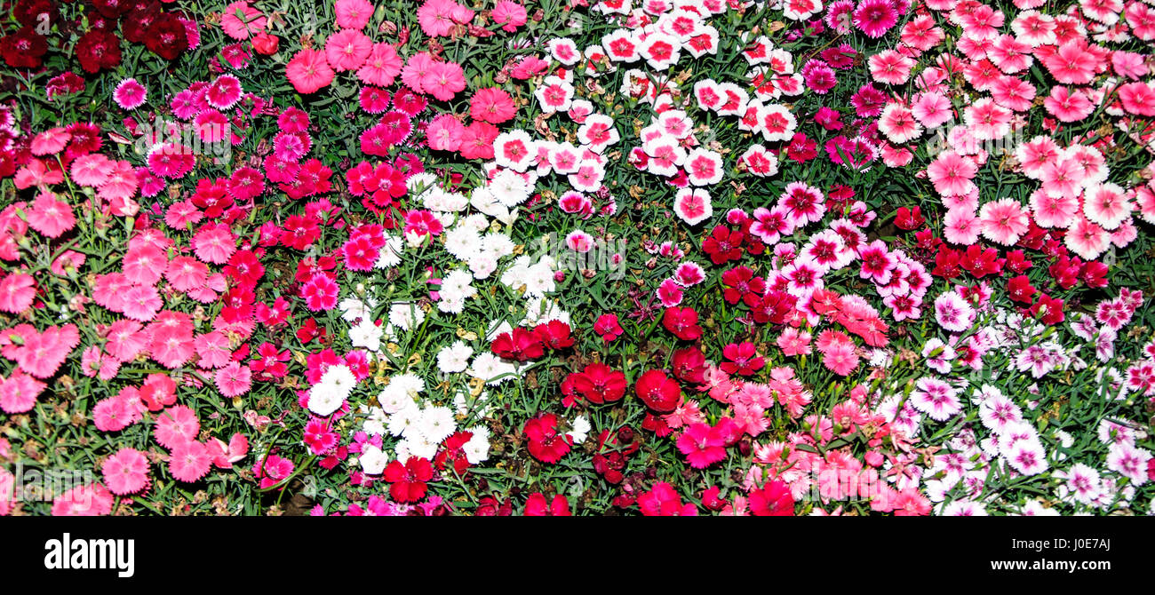 Mixed colored flowers hi-res stock photography and images - Alamy