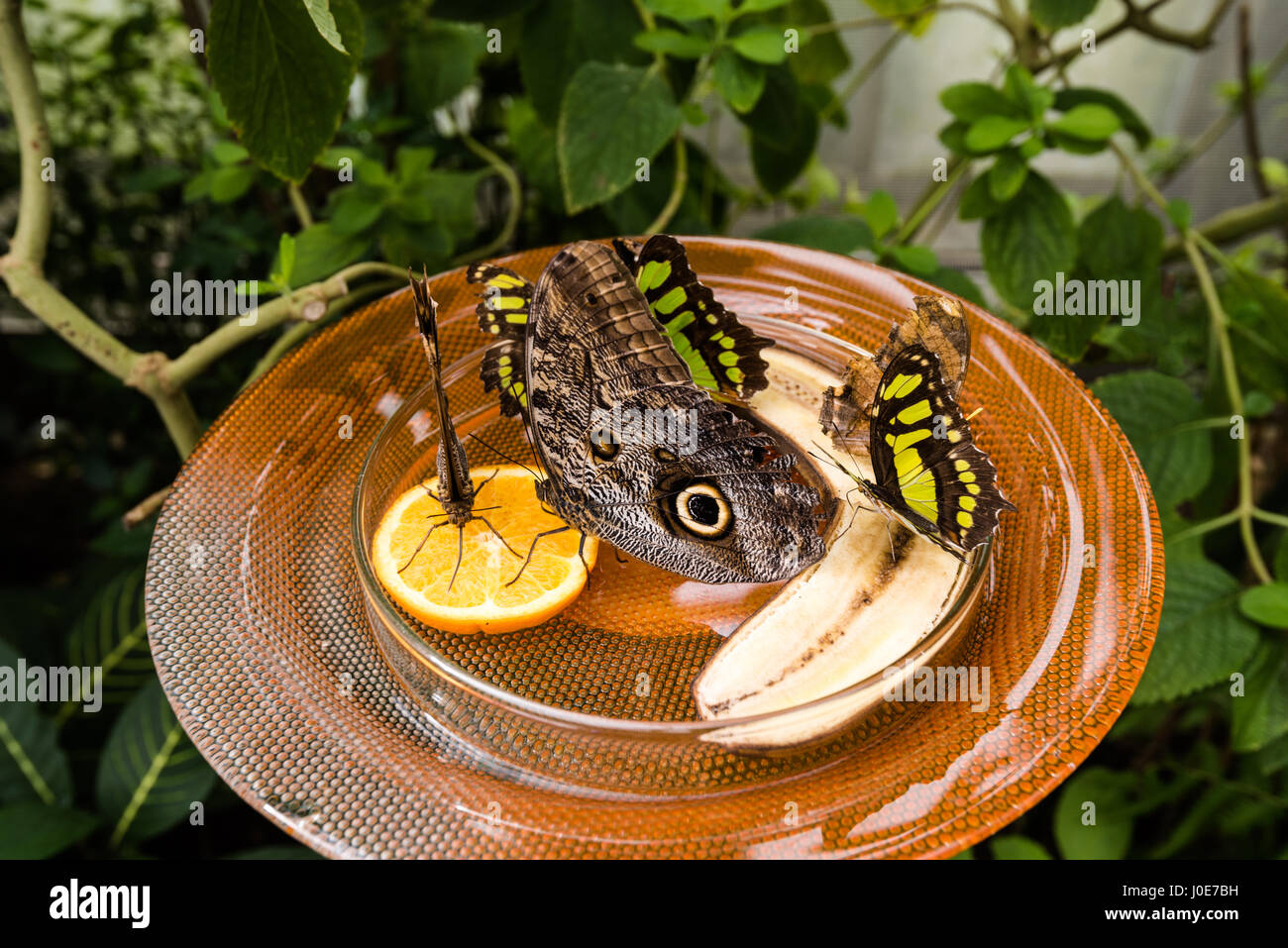 Owl Butterfly (Caligo Memnon Stock Photo - Alamy