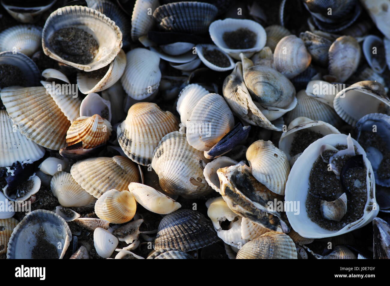 Sea Shells on the beach Stock Photo - Alamy