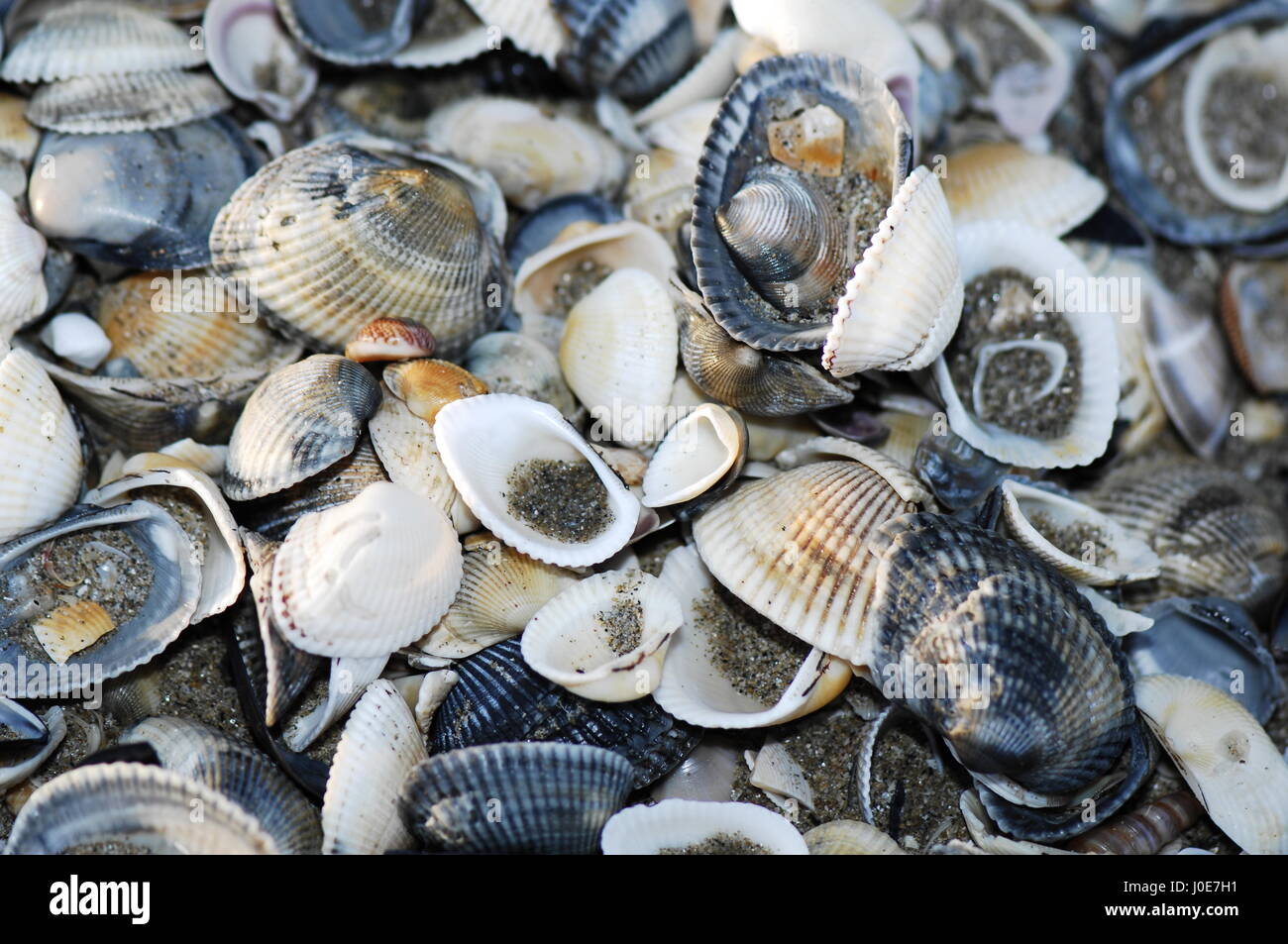 Sea Shells on the beach Stock Photo - Alamy
