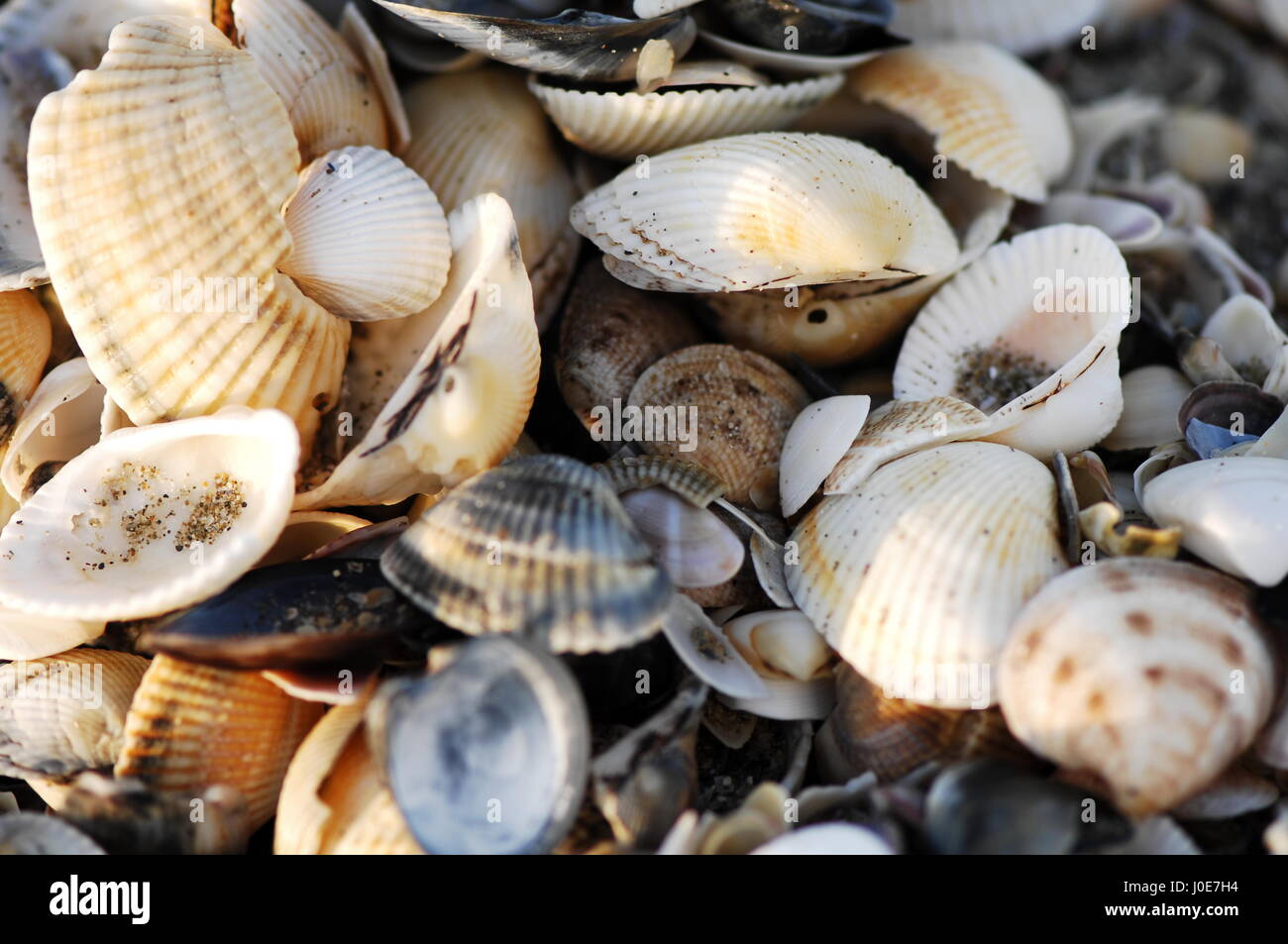Sea Shells on the beach Stock Photo - Alamy