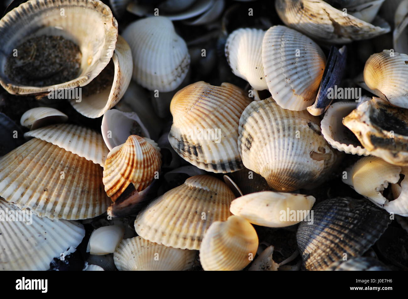 Sea Shells on the beach Stock Photo - Alamy