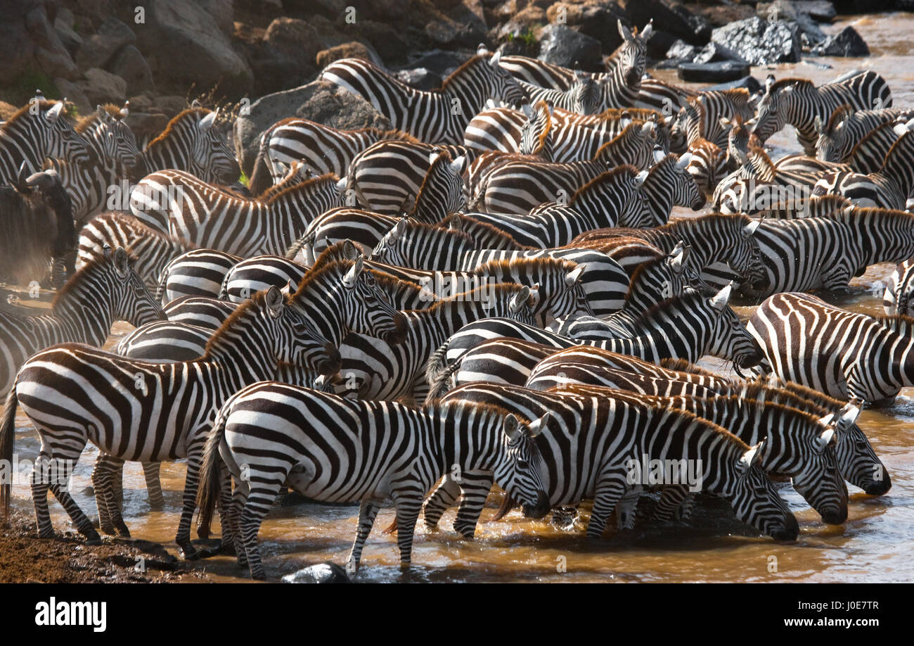 Big herd of zebras standing in front of the river. Kenya. Tanzania ...
