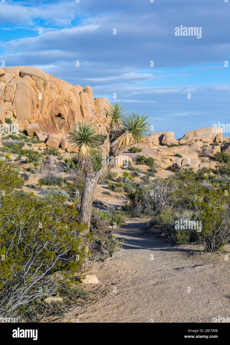 Rock formations and desert landscape along the Skull Rock Trail. Joshua ...