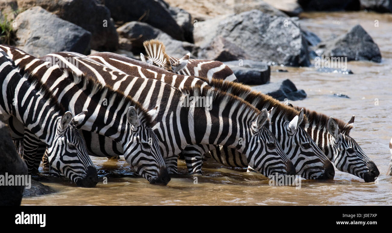 Group of zebras drinking water from the river. Kenya. Tanzania ...