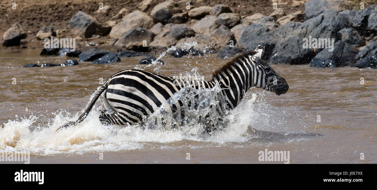Zebra crossing a river. Kenya. Tanzania. National Park. Serengeti ...