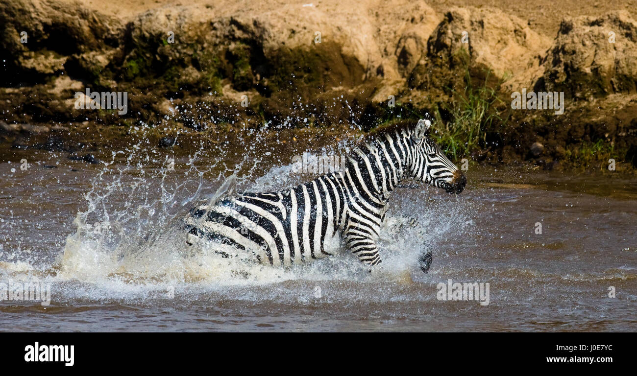 Zebra crossing a river. Kenya. Tanzania. National Park. Serengeti ...