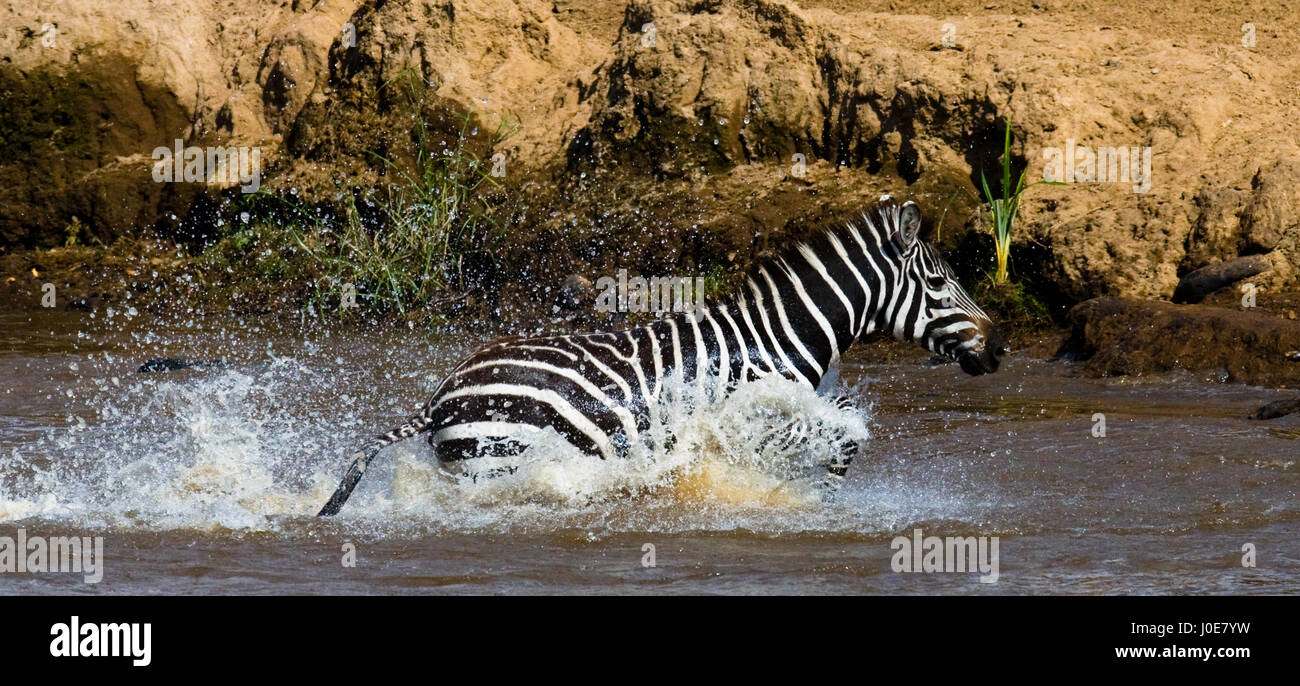 Zebra crossing a river hi-res stock photography and images - Alamy