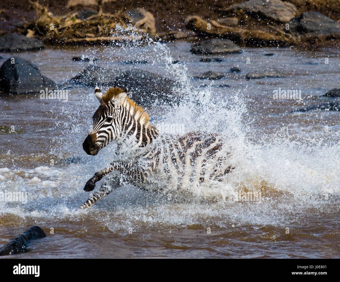Zebra crossing a river. Kenya. Tanzania. National Park. Serengeti ...
