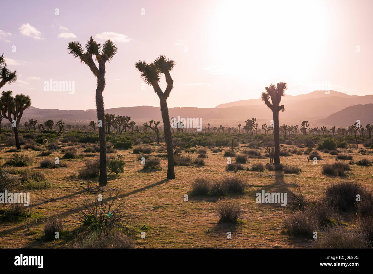 Desert landscape and Joshua Trees photographed prior to sunset. Joshua ...